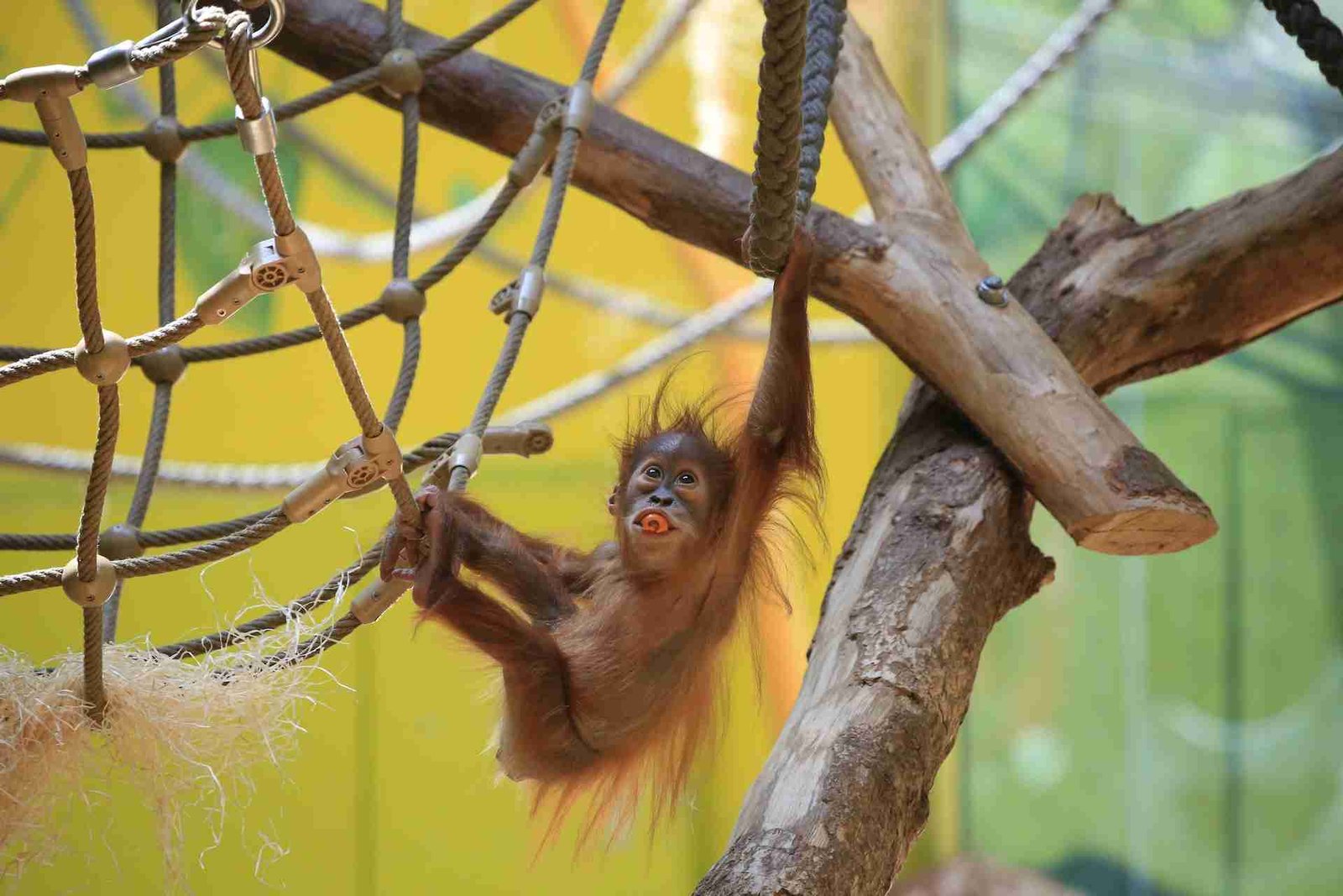 27 Things to Do in Indonesia: Best Activities for Tourists